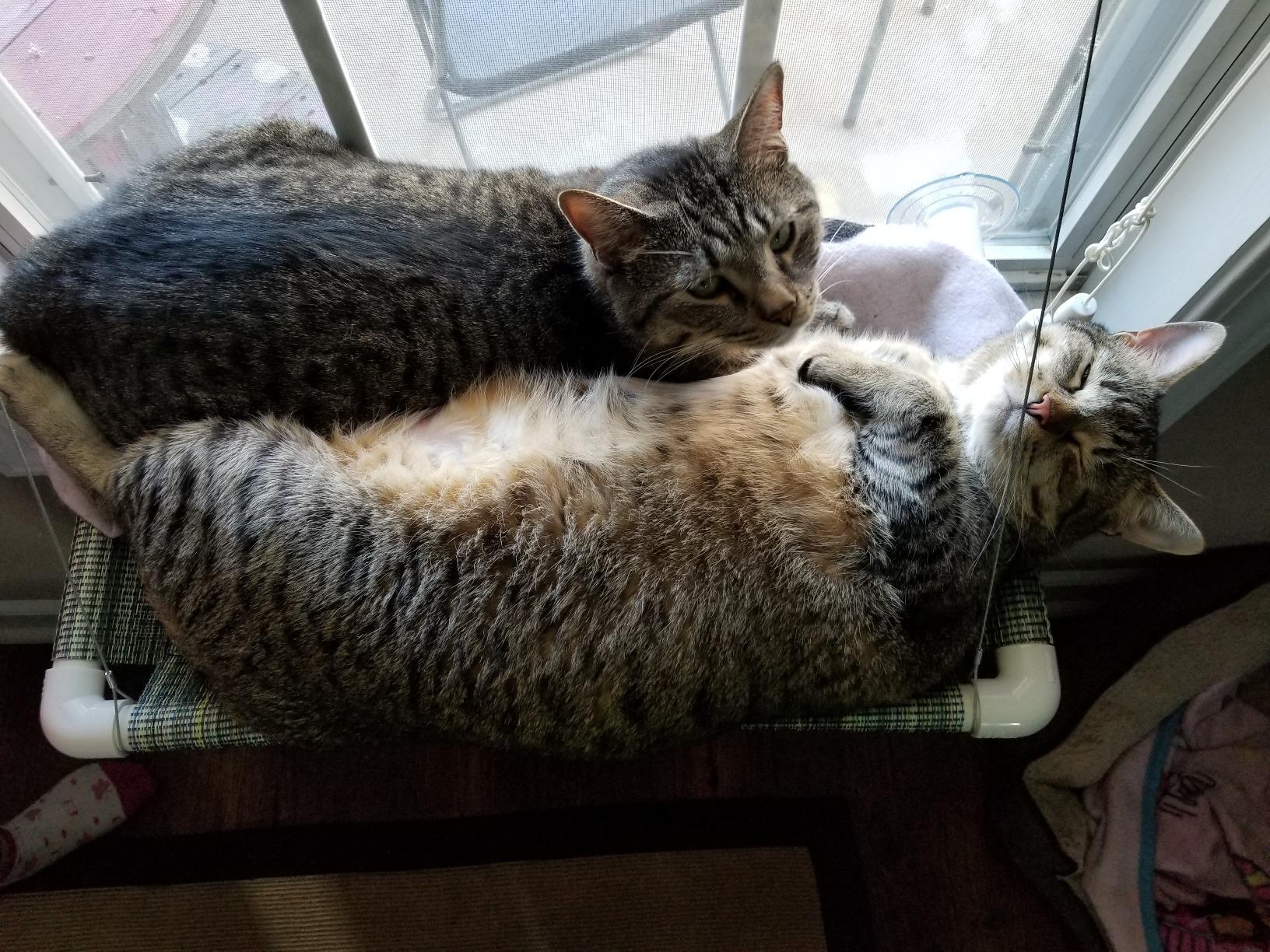 Pictures – Kitty Cot Original™