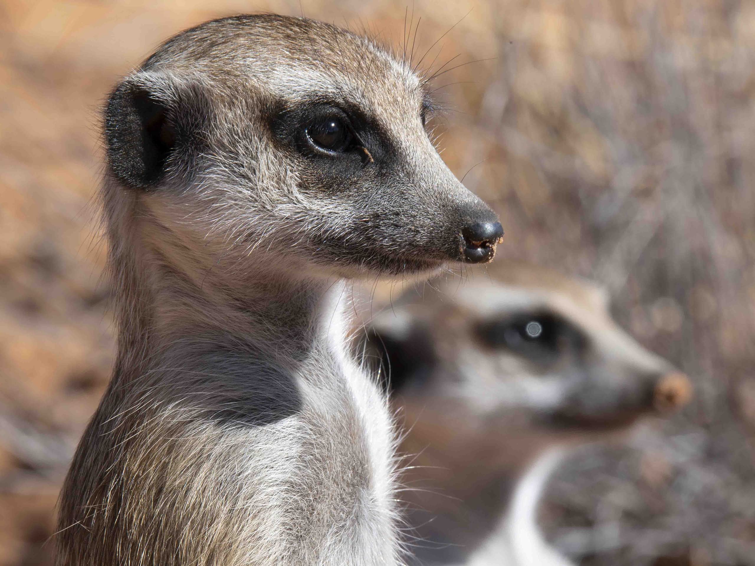 Watch Meet The Meerkats - Season 1 | Prime Video