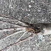 Flowering Cherry Almond tree 1M bare root (Prunus triloba): Amazon.co ...