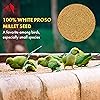 Morning Bird White Proso Millet Seed, Healthy Bird Food, Nutritious ...