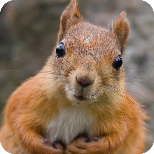 Talk Squirrel Voice Changer - High Pitch Squirrel:Amazon.co.uk:Appstore for Android