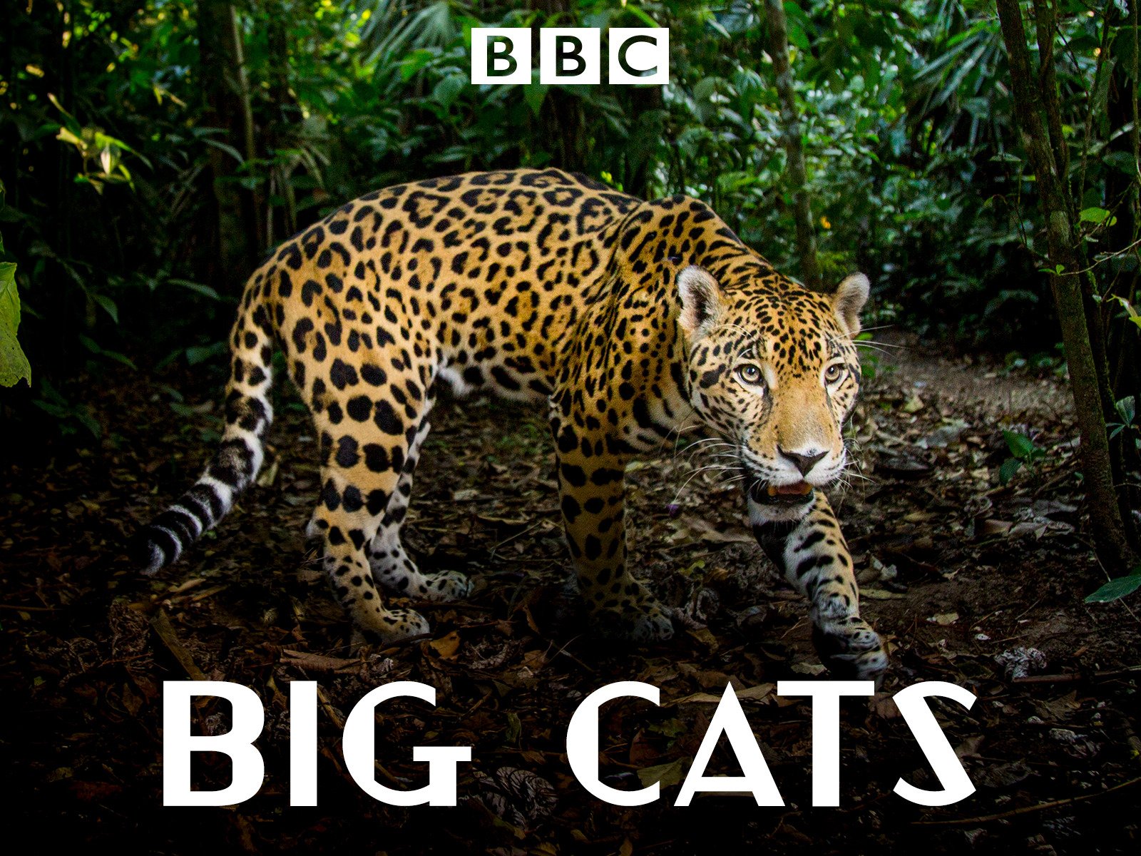 Watch Big Cats, Season 1 | Prime Video