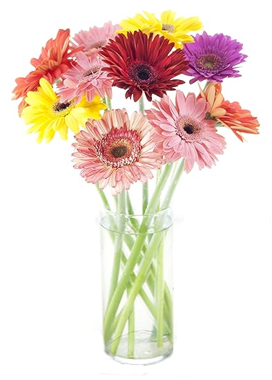 Amazon.com : Assorted Gerbera Daisy Bouquet (10 Stems) - With Vase ...