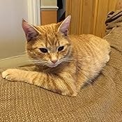 A Street Cat Named Bob (Audio Download): Amazon.co.uk: James Bowen ...