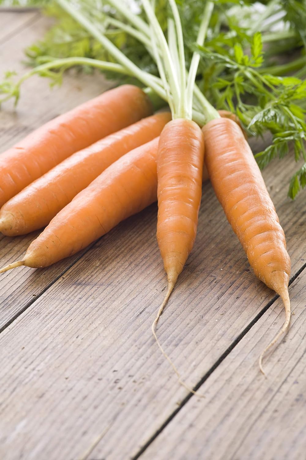 Amazon.com : Little Finger - Carrot Seeds : Carrot Plants : Garden ...
