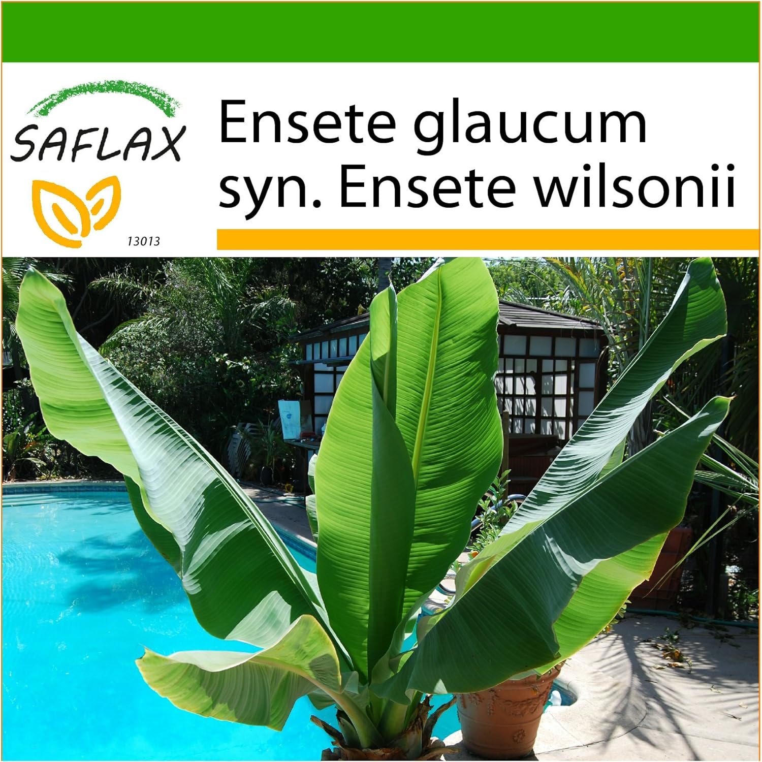 SAFLAX - Snow Banana - 10 Seeds - with Soil - Ensete glaucum syn ...