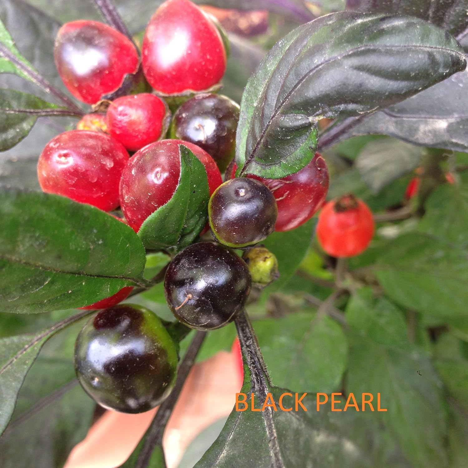 SEEDS CHILLI --BLACK PEARL: Amazon.co.uk: Garden & Outdoors