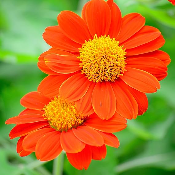 Amazon.com : Outsidepride Orange Tithonia Mexican Sunflower Plant Seed ...
