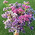Amazon.com : 1000+ Perennial Limonium Statice Flower Seeds for Planting ...