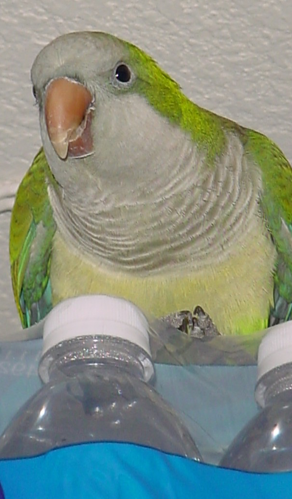 Quaker Parrot Wallpaper -- HD Wallpapers of Quaker Parrots!:Amazon.com ...