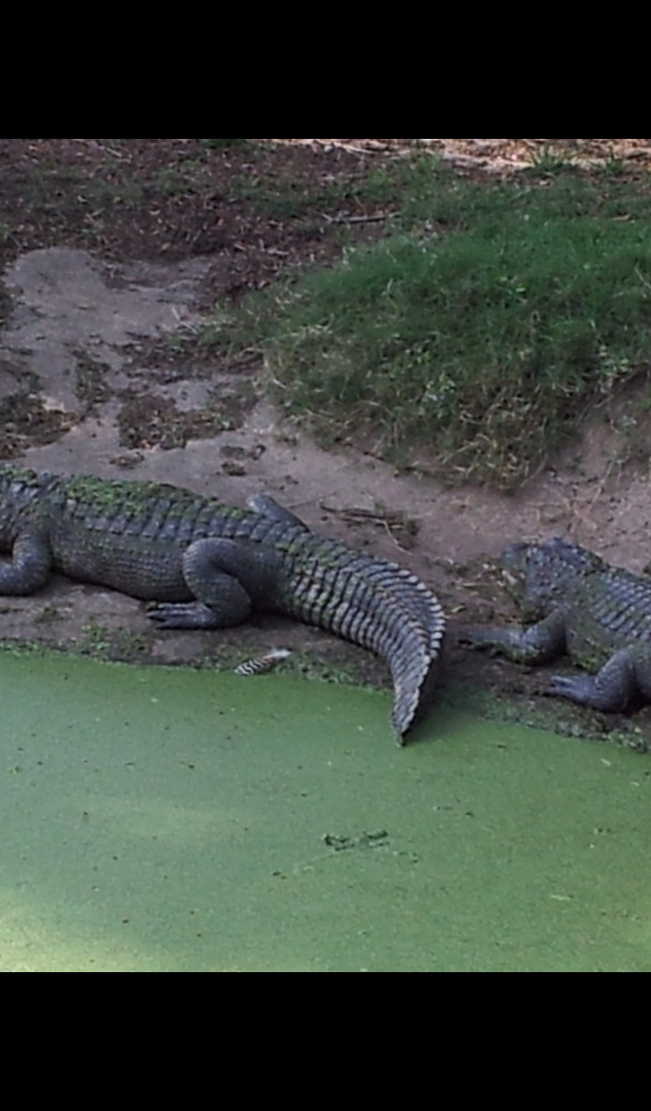 Alligator Wallpaper -- HD Wallpapers of Alligators! : Amazon.ca: Apps ...