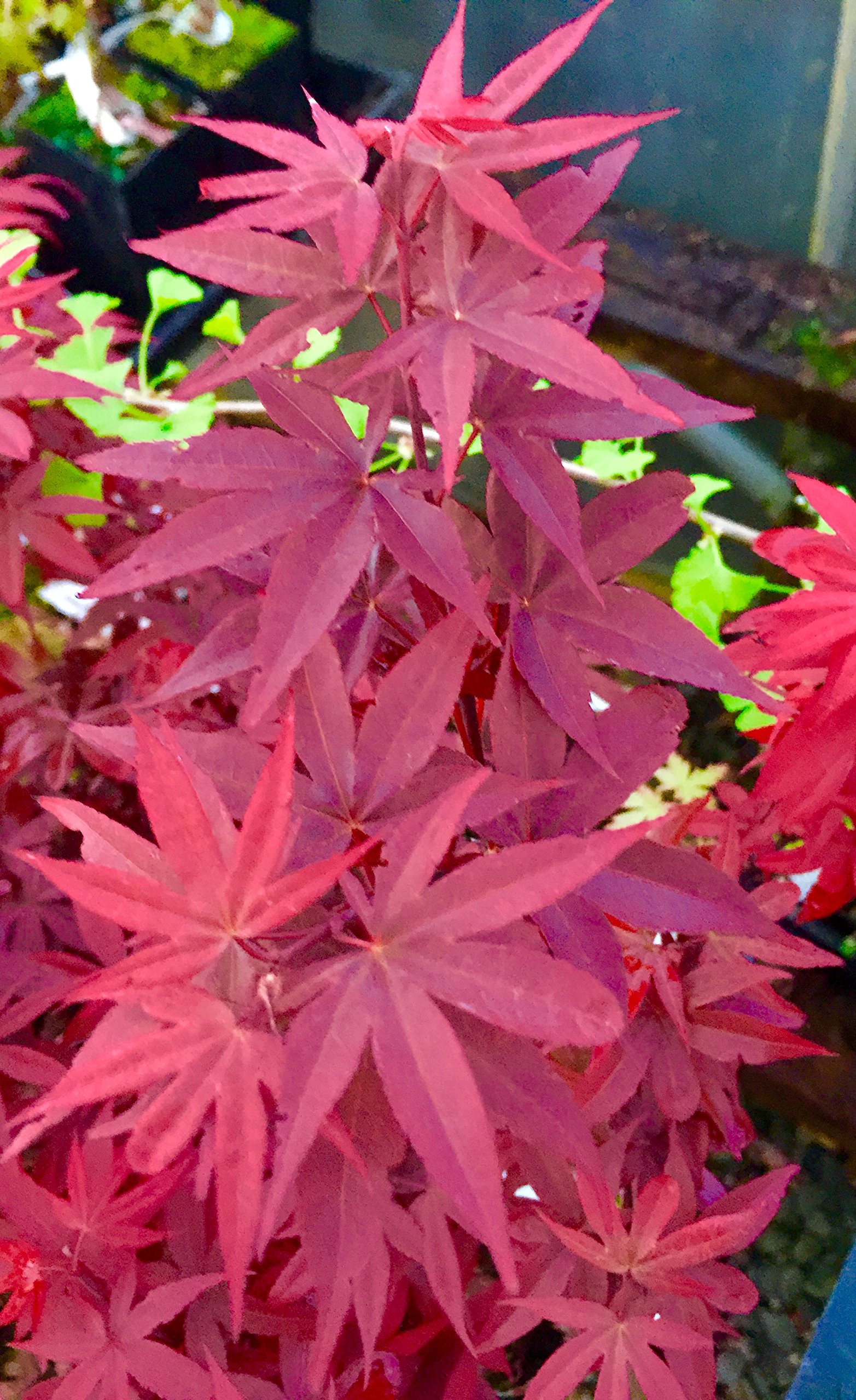 Little Red Dwarf Japanese Maple Brick Red Leaves On A Tight Compact 