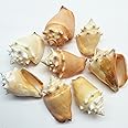 Amazon.com - PEPPERLONELY 8PC Fighting Conch Sea Shells, 2 Inch ~ 3 Inch