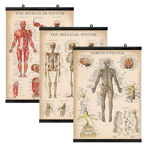 Palace Learning 3 Pack - Vintage Muscle + Skeleton + Nervous System ...