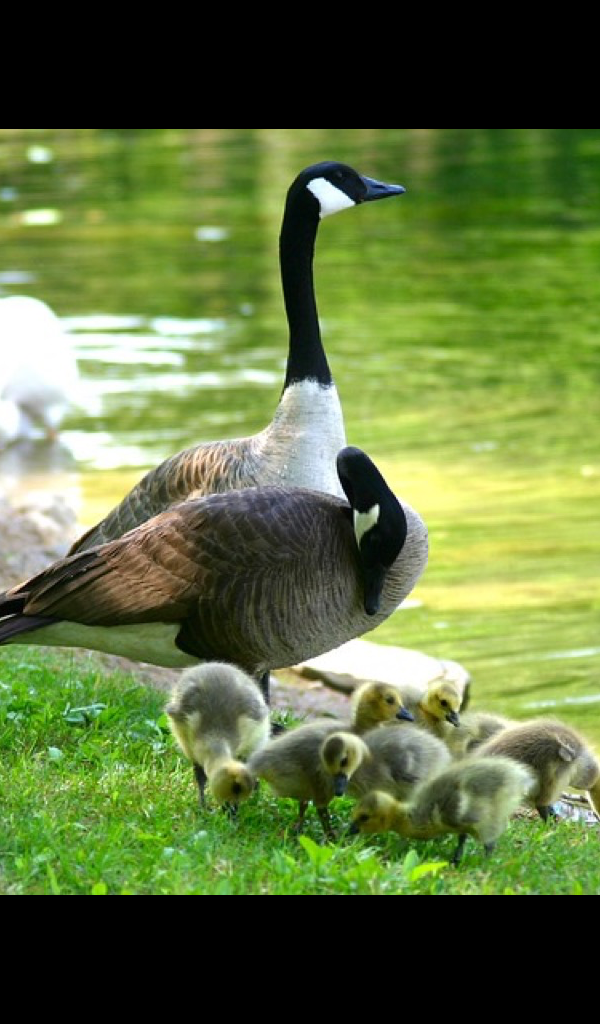 Baby Goose Chick Wallpaper -- HD Wallpapers of Baby Goose Chicks ...