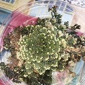 Amazon.com : Govinda - Rose of Jericho Flower - Pack of 6 : Garden ...