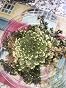 Amazon.com : Govinda - Rose of Jericho Flower - Pack of 6 : Garden ...