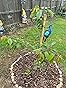 You Garden - Duo Fruit Apple Tree, 2 Varieties of Apple on 1 Bare Root ...