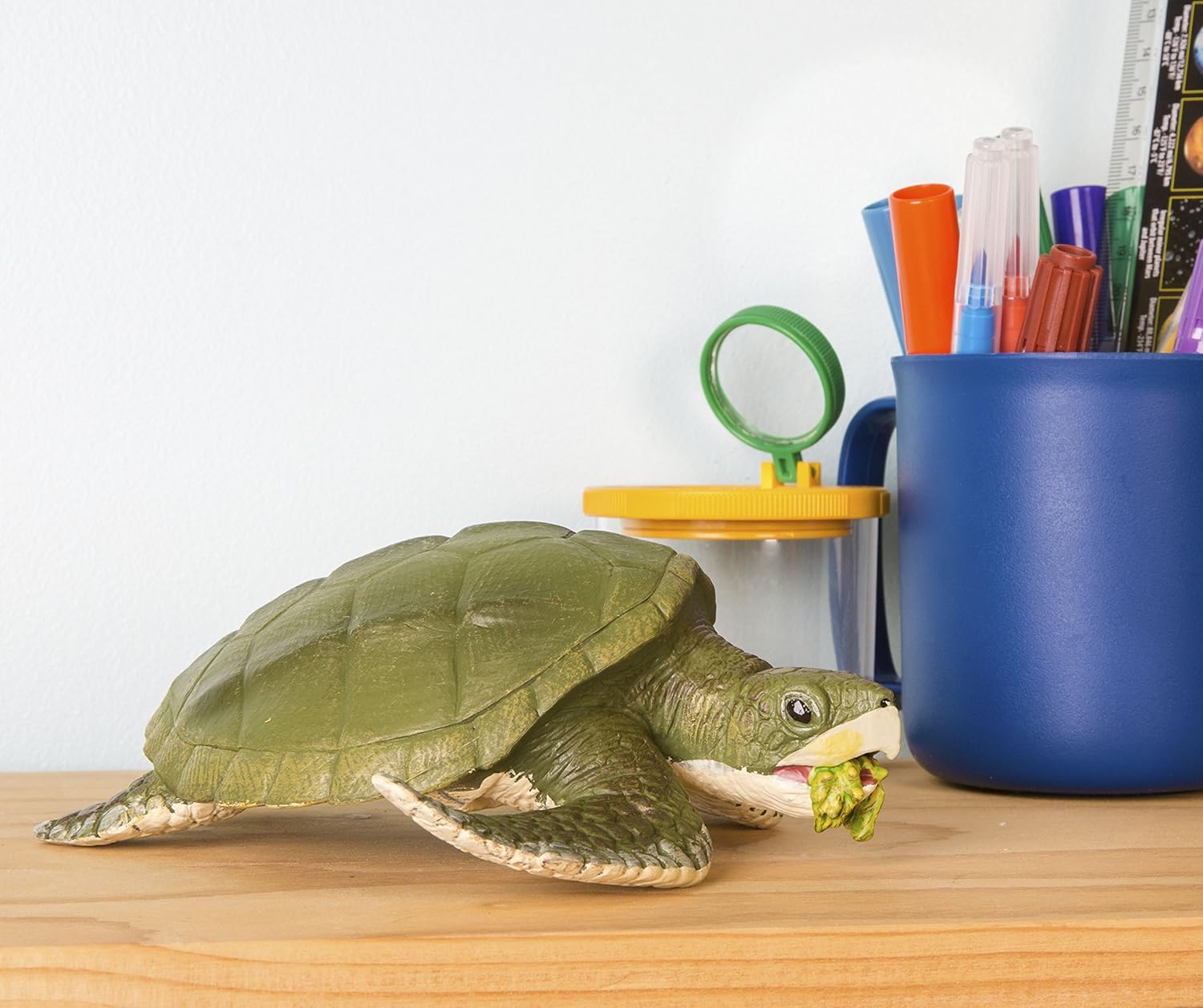 Kemp’s Ridley Sea Turtle – BigaMart