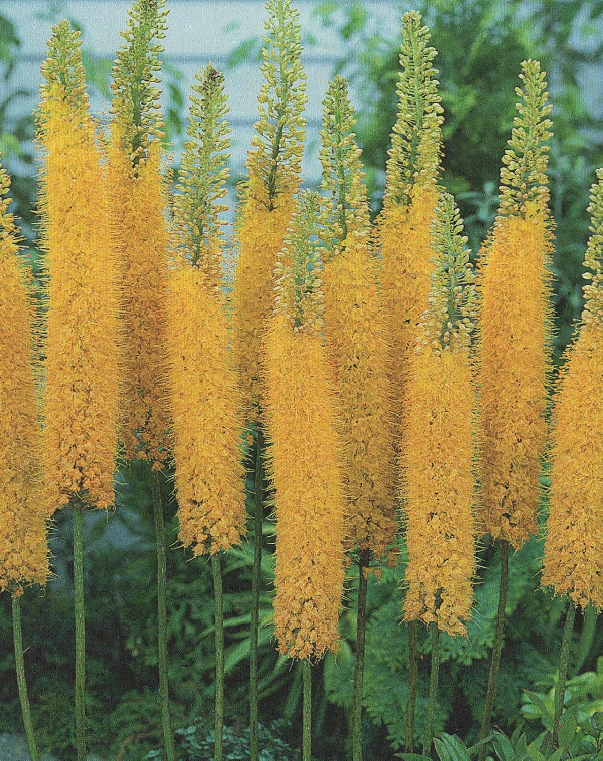 Eremurus Ruiter