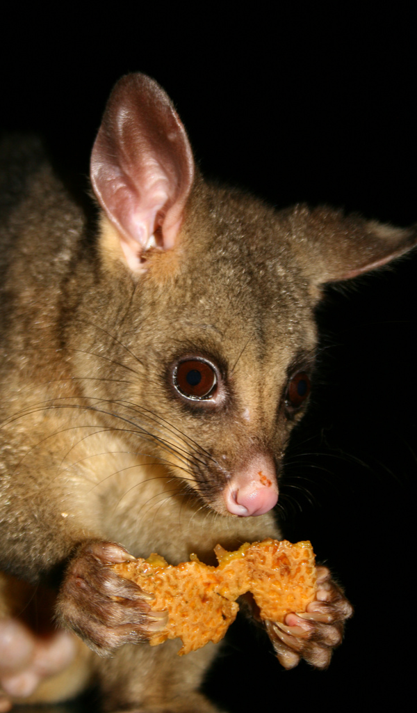 cute possum Wallpaper -- HD Wallpapers of cute possums!:Amazon.ca ...