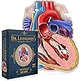 Amazon.com: Dr. Livingston's Human Heart Anatomy Puzzle - A Medically ...