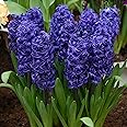 Amazon.com : Votaniki Aida Hyacinth Bulbs - Perennial Hyacinthus Orientalis 'Aida' | Fragrant ...