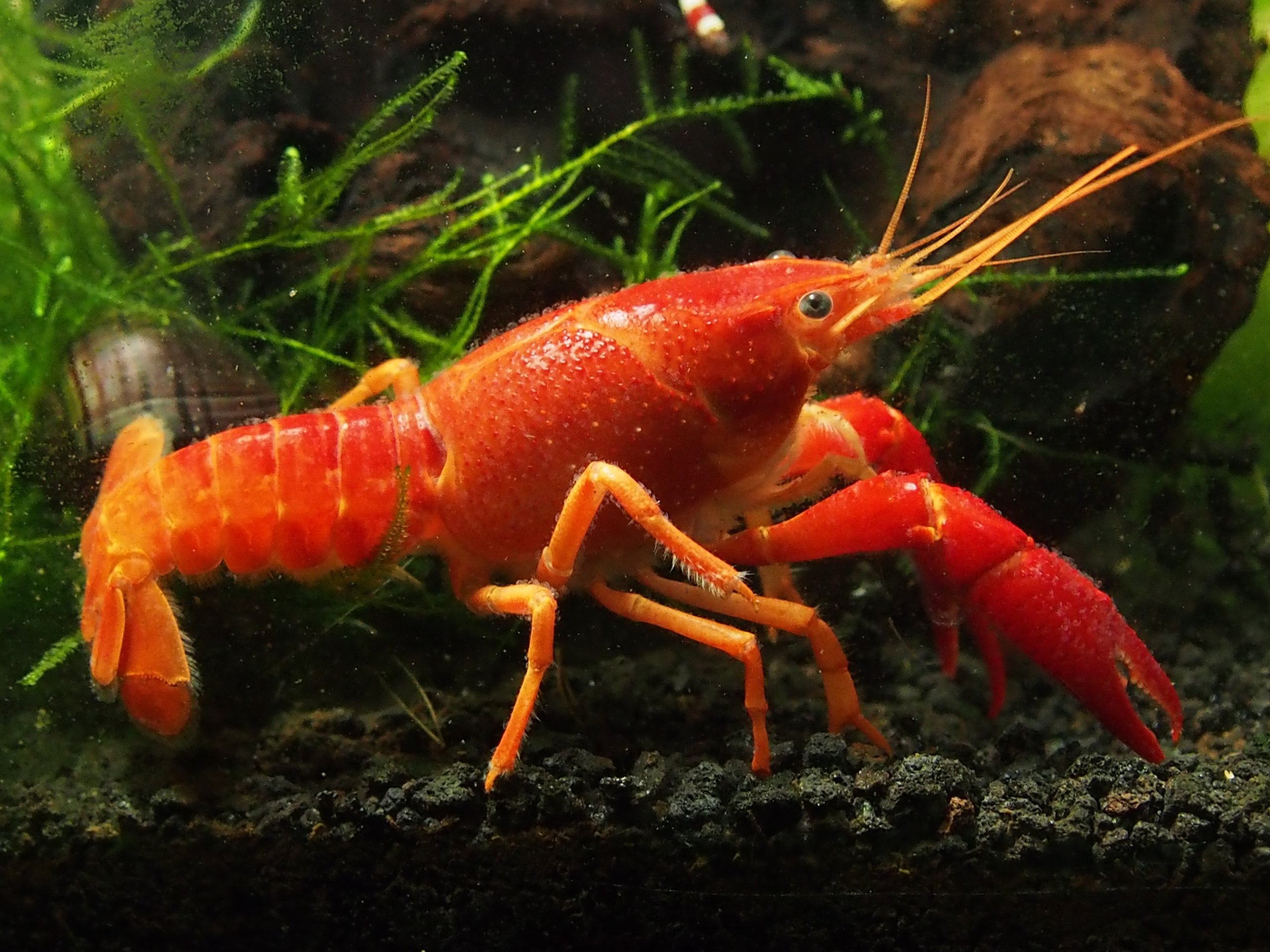 Neon Orange Lobster