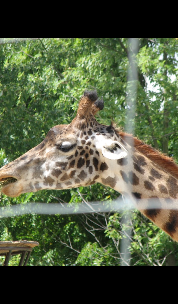 funny giraffe Wallpaper -- HD Wallpapers of funny giraffes!:Amazon.co.uk:Appstore for Android