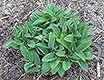 Amazon.com : Russian Comfrey - 5 Live Root Cuttings - Bocking 4 ...