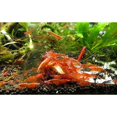 Buy Aquarium Creation 10 Red Cherry Shrimp Neocaridina davidi Live ...