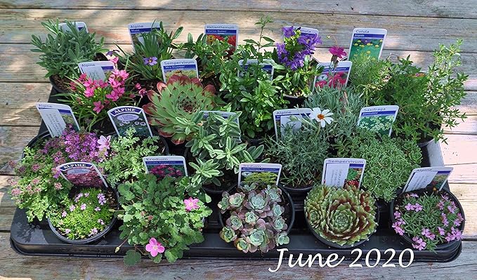 20 Different Alpine Rockery Plants in 9cm POTS ~ Quality Alpines Direct ...