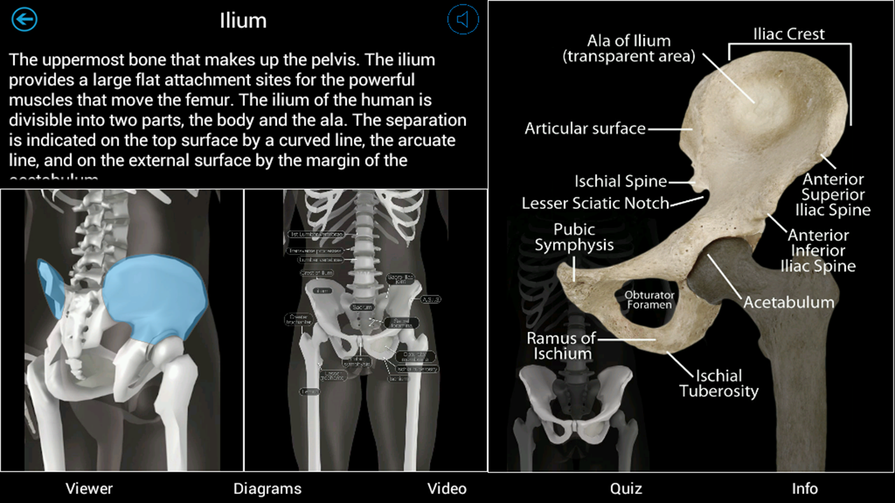 Skeletal Anatomy 3D - Quiz and Reference:Amazon.com:Appstore for Android