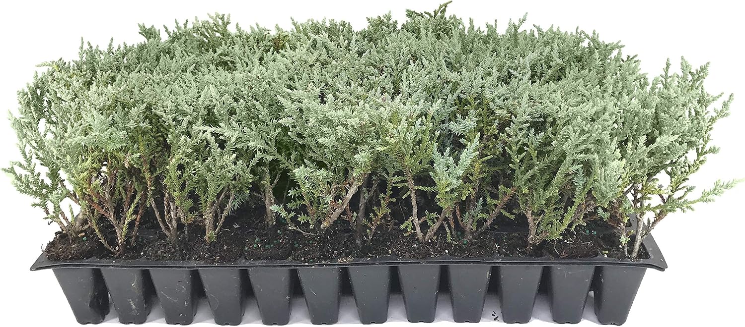 Amazon.com : Juniper Angelica Blue - 30 Live Plants - Juniperus ...