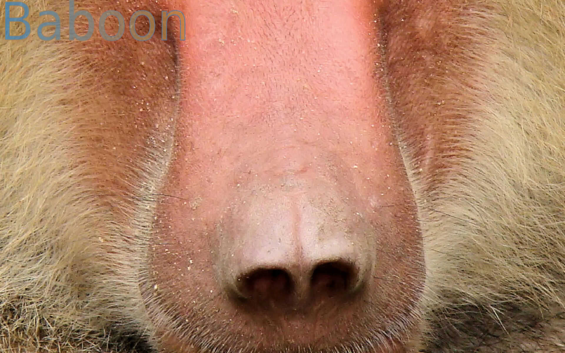 Animal Noses:Amazon.com:Appstore for Android