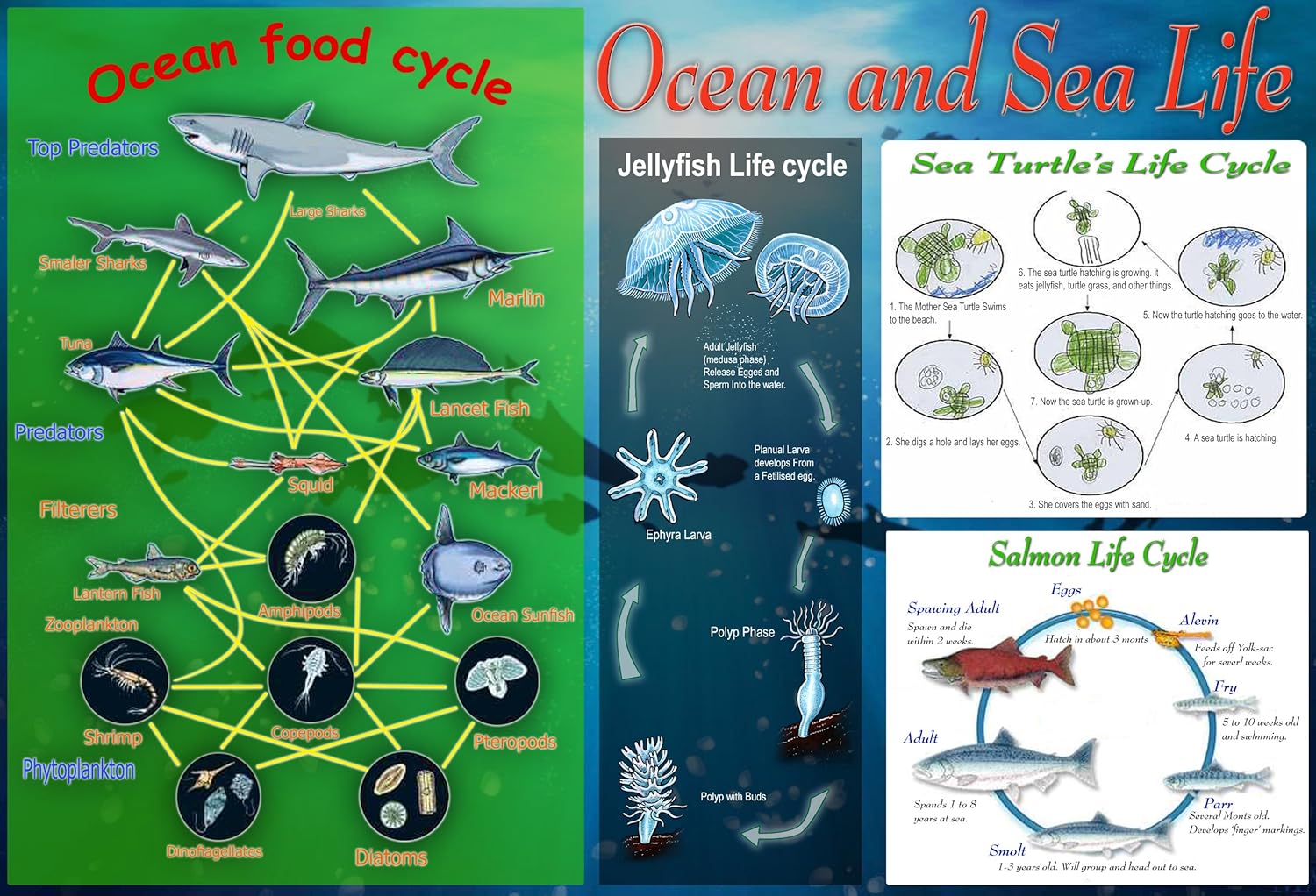 laminated OCEAN & SEA LIFE educational poster | food cycle |teaching ...