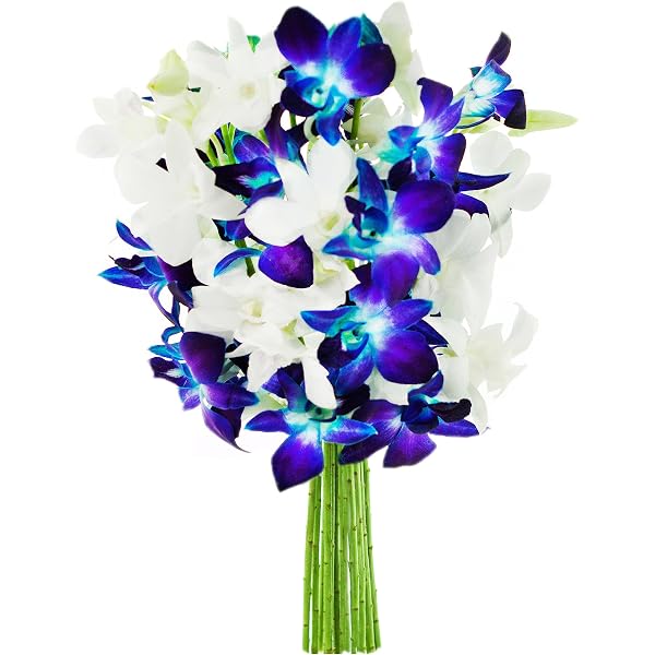 Blue Dendrobium Orchids Bouquet