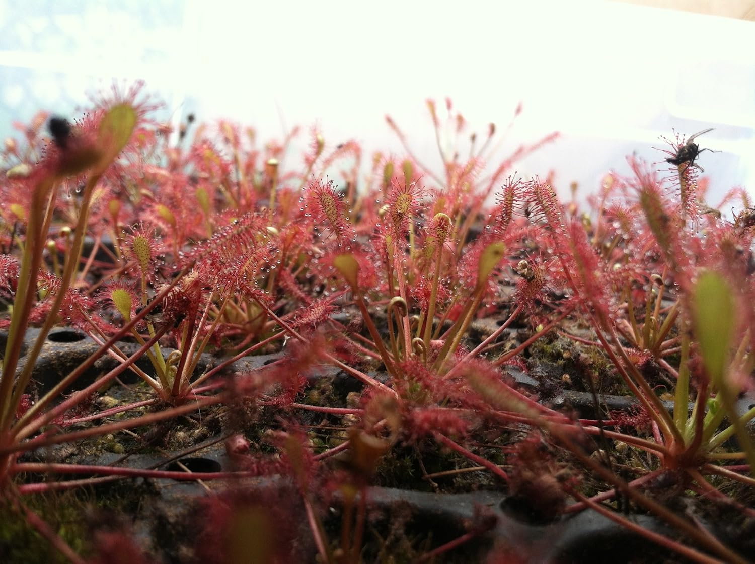 Amazon.com : 25 Drosera Intermedia Seeds : Flowering Plants : Garden ...
