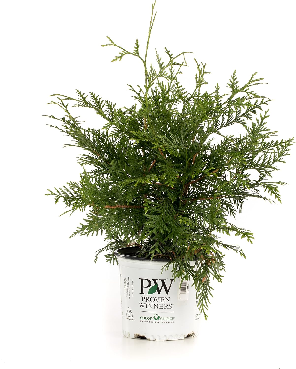 Amazon.com: 1 Gal. Spring Grove Western Arborvitae (Thuja) Live ...