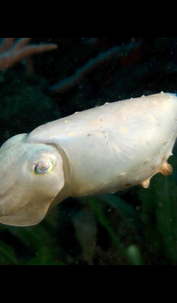 Cute Cuttlefish Wallpaper -- HD Wallpapers of Cute Cuttlefish!:Amazon ...