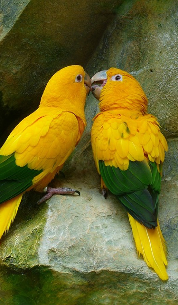 cute parakeet Wallpaper -- HD Wallpapers of cute parakeets!:Amazon.co.jp:Appstore for Android