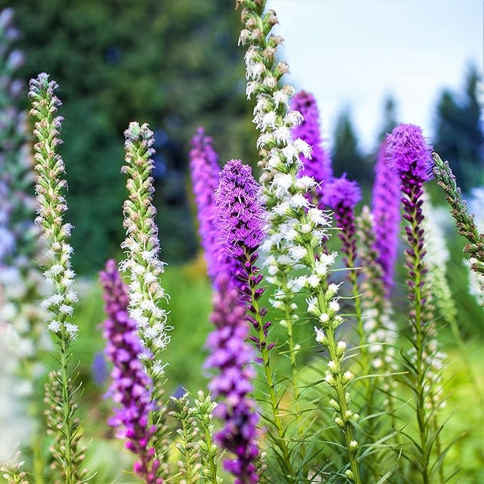 Amazon.com : Liatris Blazing Stars Mix | White & Purple Blazing Star ...
