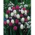 Amazon.com : Mixed Triumph Tulips (25 Bulbs) - Assorted Colors of Tulip ...