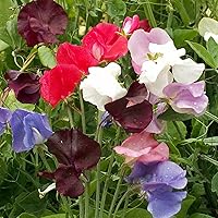 Amazon.com : Outsidepride Fragrant Annual Lathyrus Odoratus Sweet Peas ...