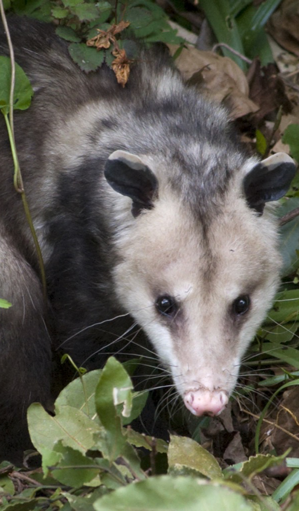 cute possum Wallpaper -- HD Wallpapers of cute possums!:Amazon.ca ...