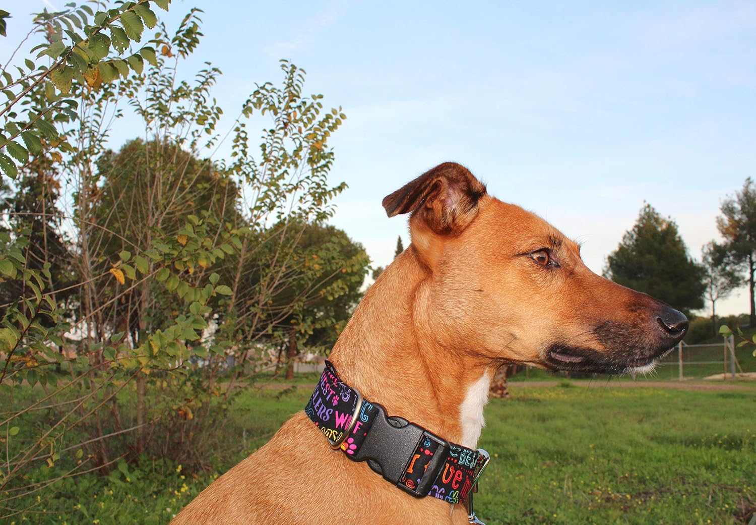 candyPet® Click Collar for Dogs – Best Friend Model – BigaMart