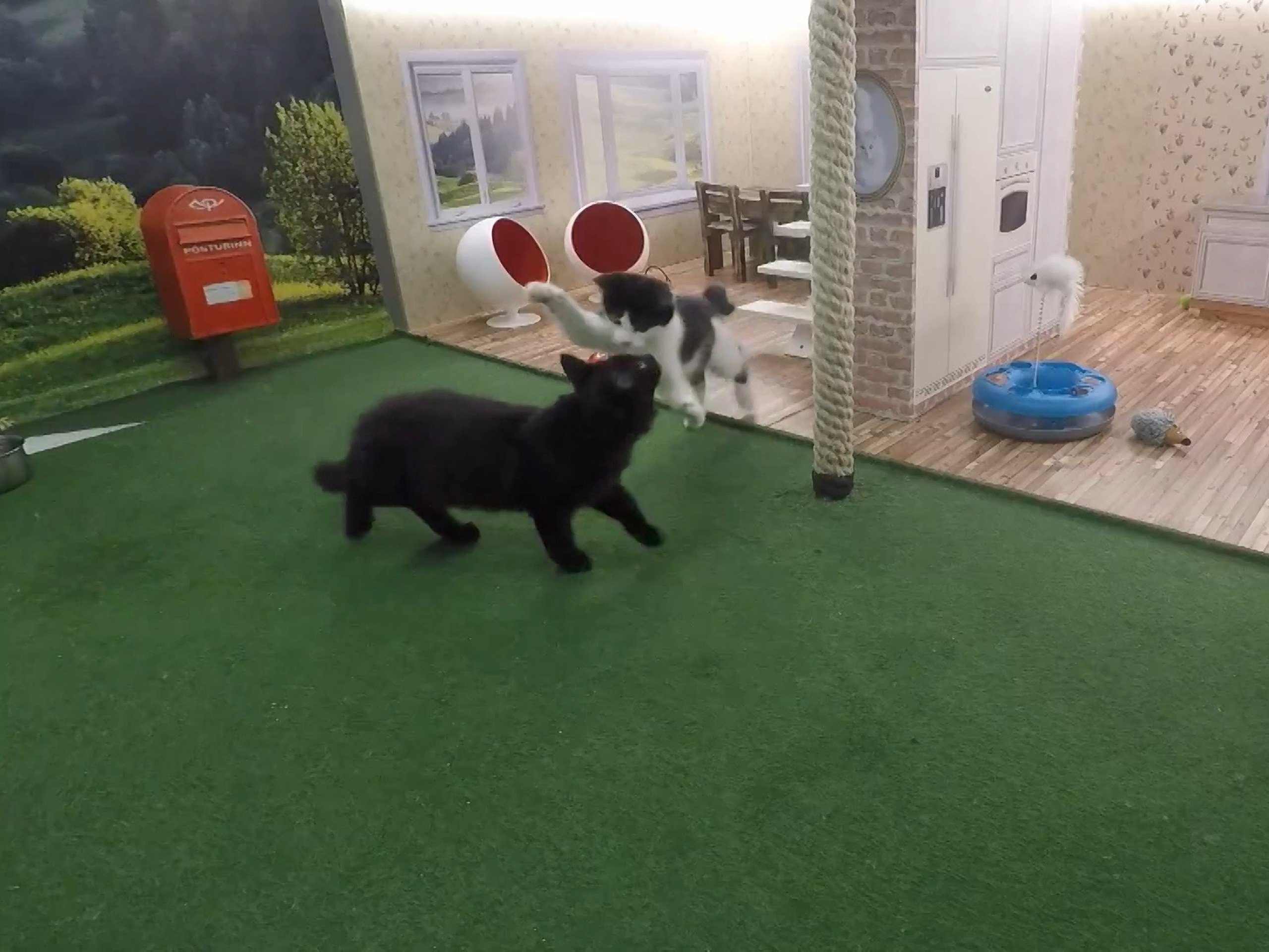 Watch Meow Manor - Season 1 | Prime Video