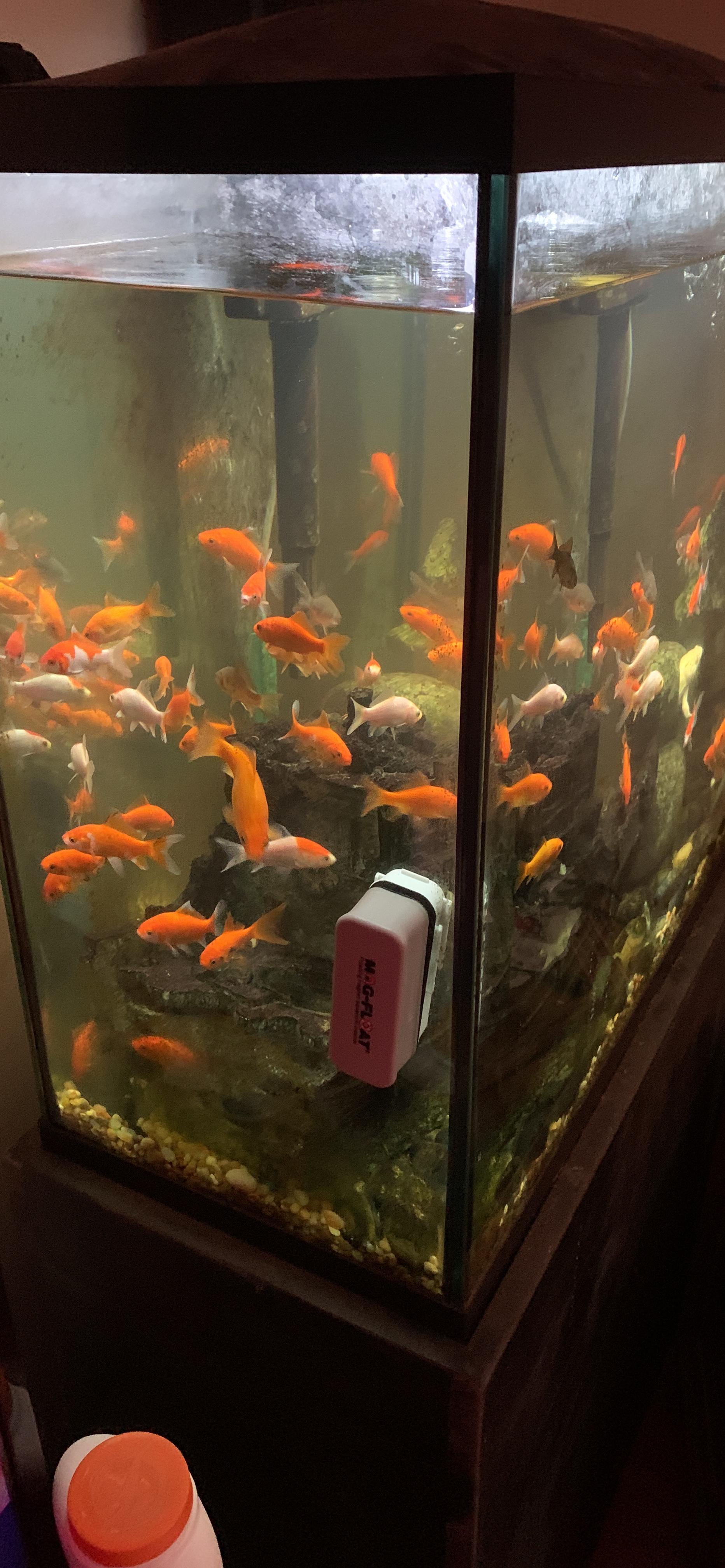 $13/mo - Finance Toledo Goldfish Comet Common Feeder Goldfish from ...