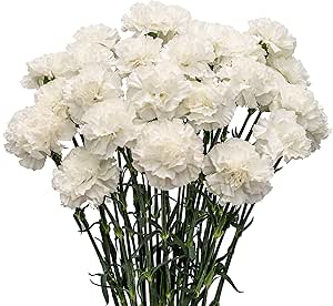 Amazon.com : FlowerPrime 100 White Carnations - fresh natural cut ...