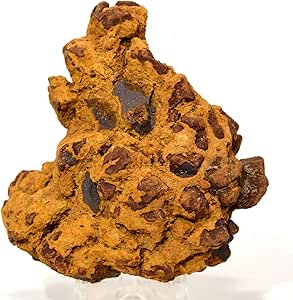 Amazon.com: HQRP-Crystal 100g Dinosaur Poop Coprolite Authentic ...